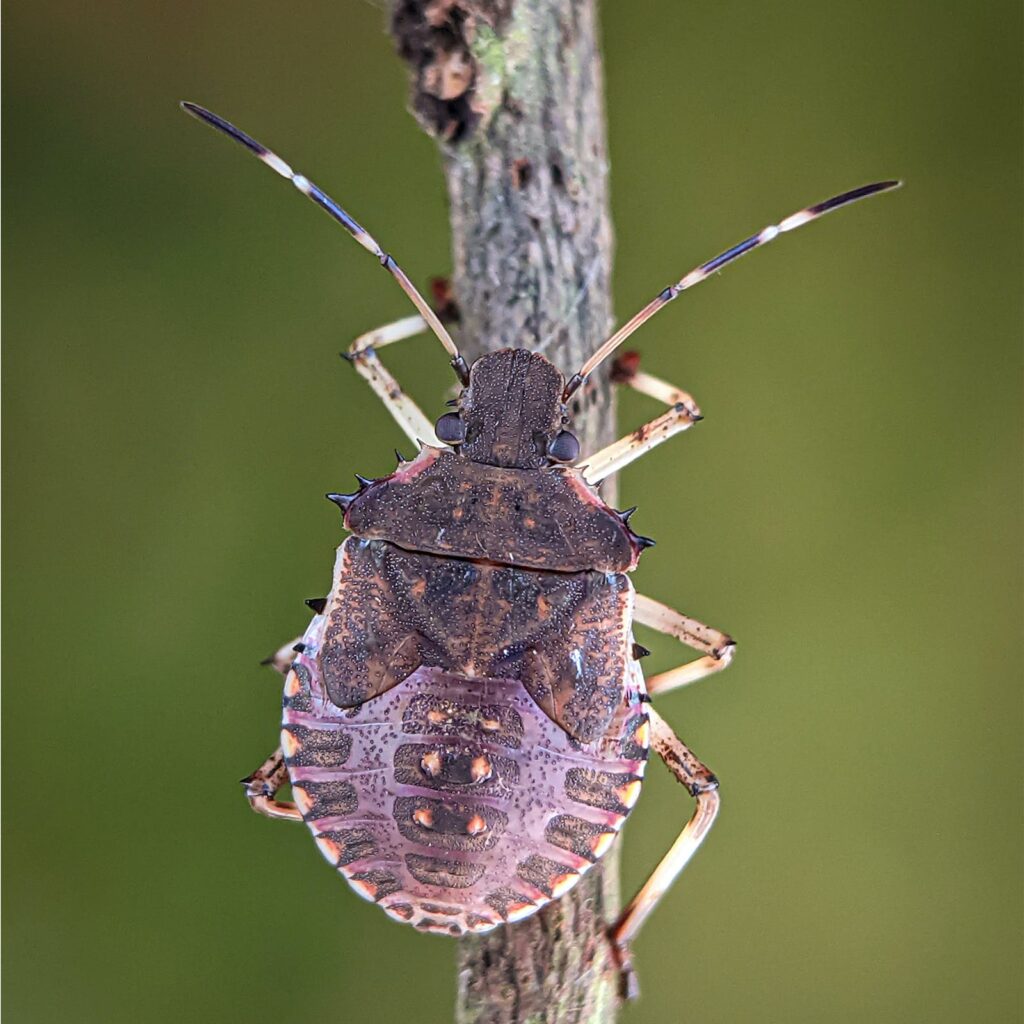A new report of invasive stink bugs raises concerns in Canada! - Ramistech
